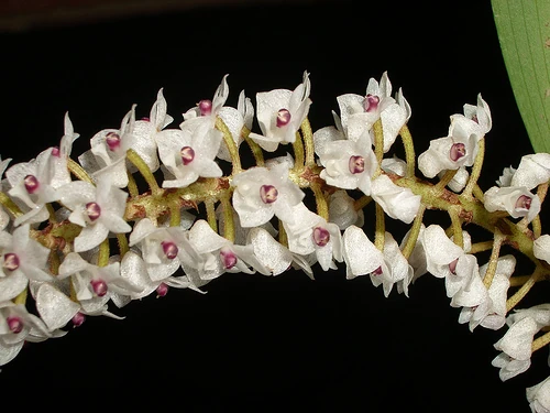 Eria multiflora | Orchids Wiki | Fandom