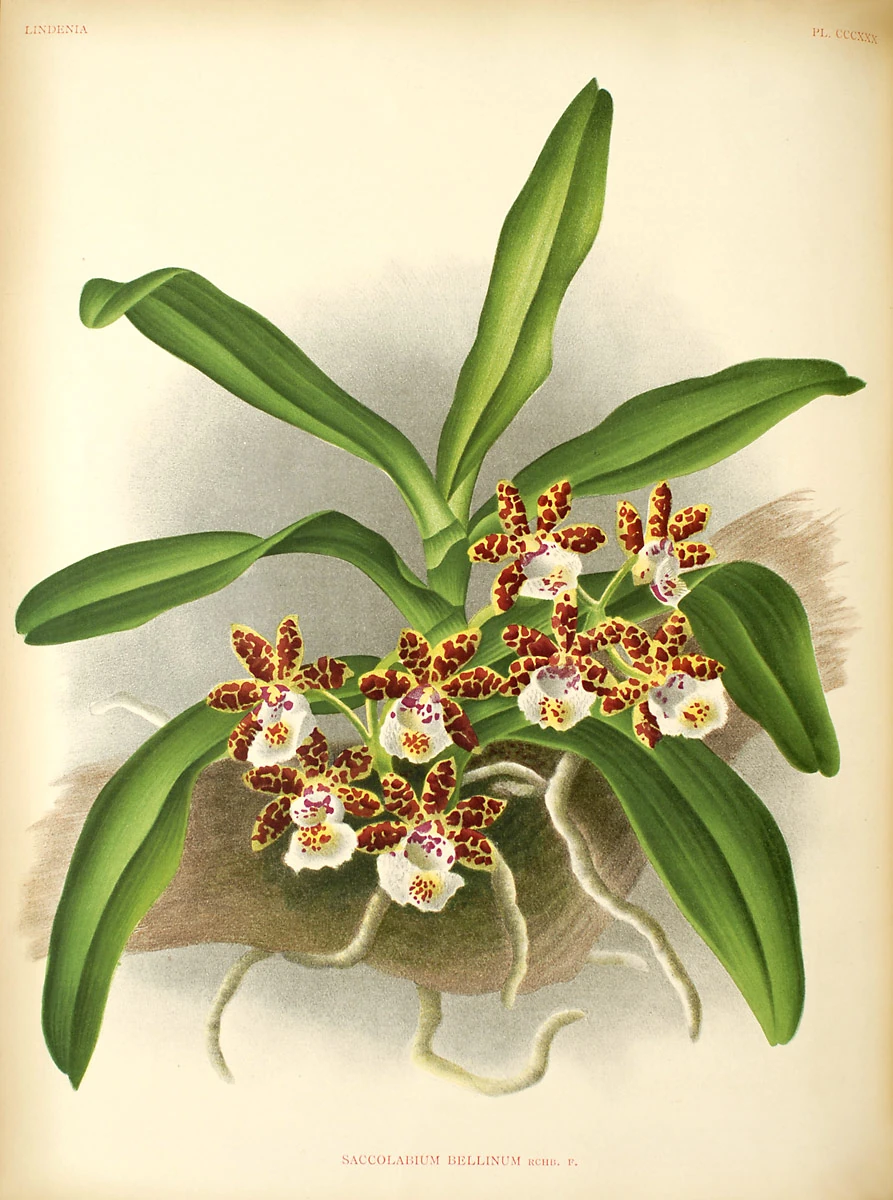 Gastrochilus | Orchids Wiki | Fandom