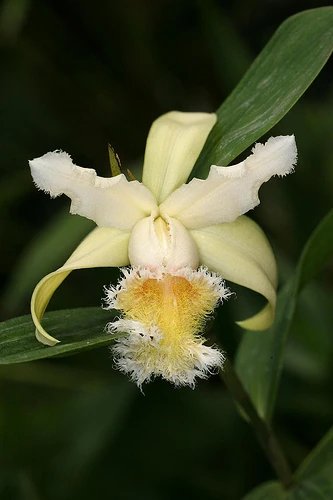 Honduras National Flower | Best Flower Site