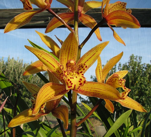 Cymbidium Chen's Ruby | Orchids Wiki | Fandom