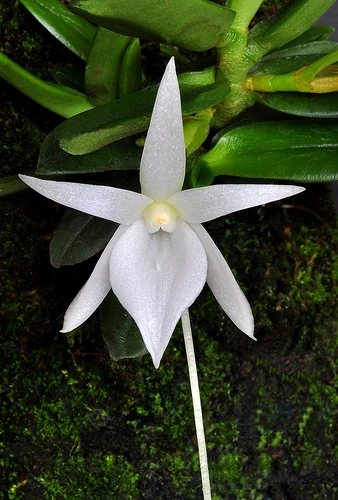 Angraecum compactum | Orchids Wiki | Fandom