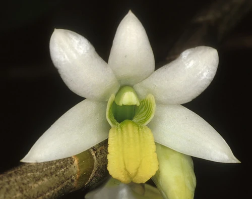 Dendrobium scabrilingue | Orchids Wiki | Fandom