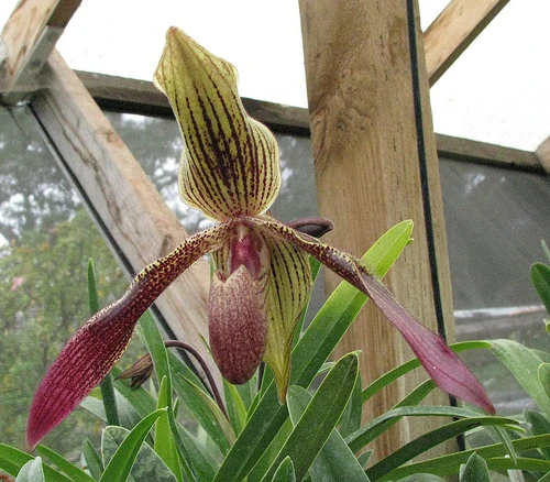 Paphiopedilum Humoresque | Orchids Wiki | Fandom