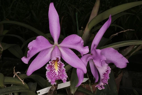 Cattleya maxima | Orchids Wiki | Fandom