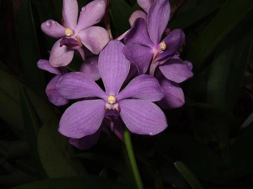 Vanda Sally Roth | Orchids Wiki | Fandom