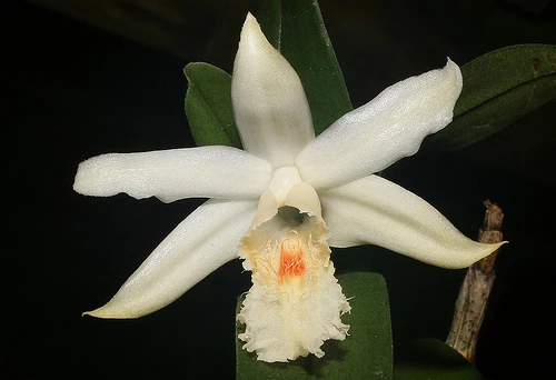 Dendrobium williamsonii | Orchids Wiki | Fandom