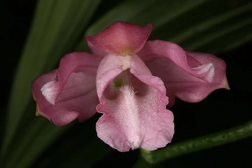 Phaius mishmensis | Orchids Wiki | Fandom