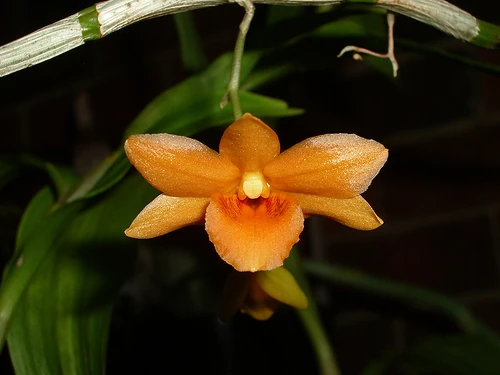 Dendrobium crocatum | Orchids Wiki | Fandom