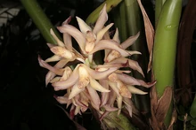 Xylobium elongatum | Orchids Wiki | Fandom