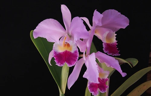 Cattleya labiata | Orchids Wiki | Fandom