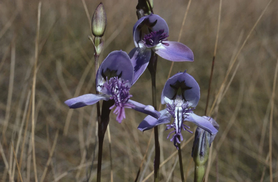 Disa baurii | Orchids Wiki | Fandom