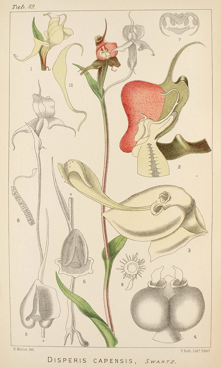 Disperis | Orchids Wiki | Fandom