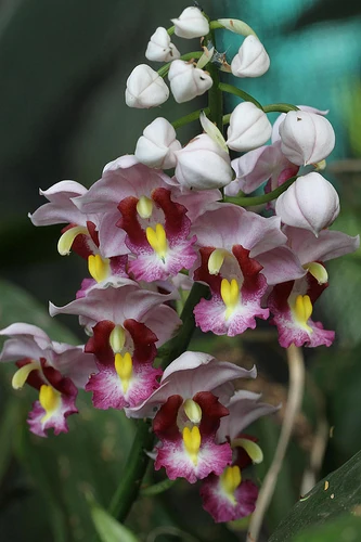 Gastrorchis humblotii | Orchids Wiki | Fandom