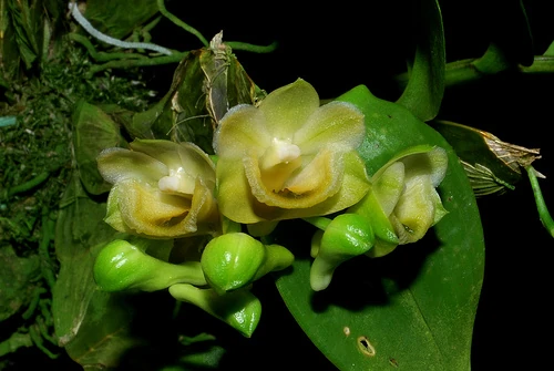 Dendrobium ypsilon | Orchids Wiki | Fandom