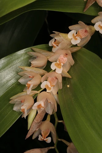 Pholidota articulata | Orchids Wiki | Fandom