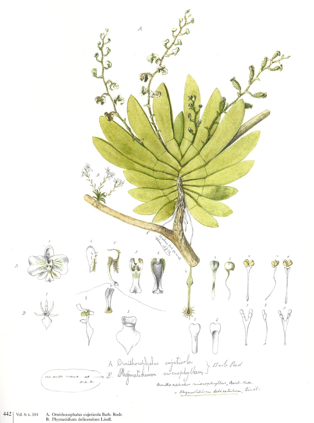 Ornithocephalus | Orchids Wiki | Fandom
