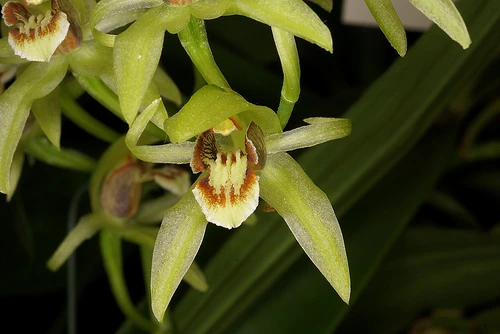 Coelogyne chloroptera | Orchids Wiki | Fandom