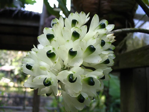 Dendrobium smillieae | Orchids Wiki | Fandom