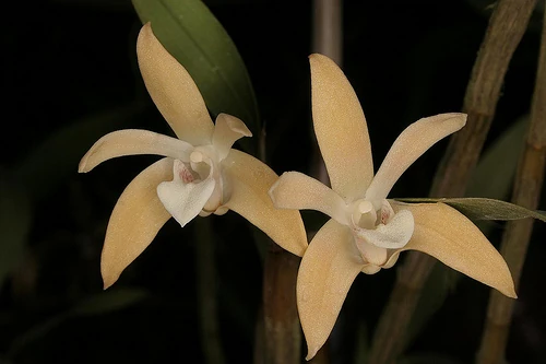 Dendrobium adae | Orchids Wiki | Fandom
