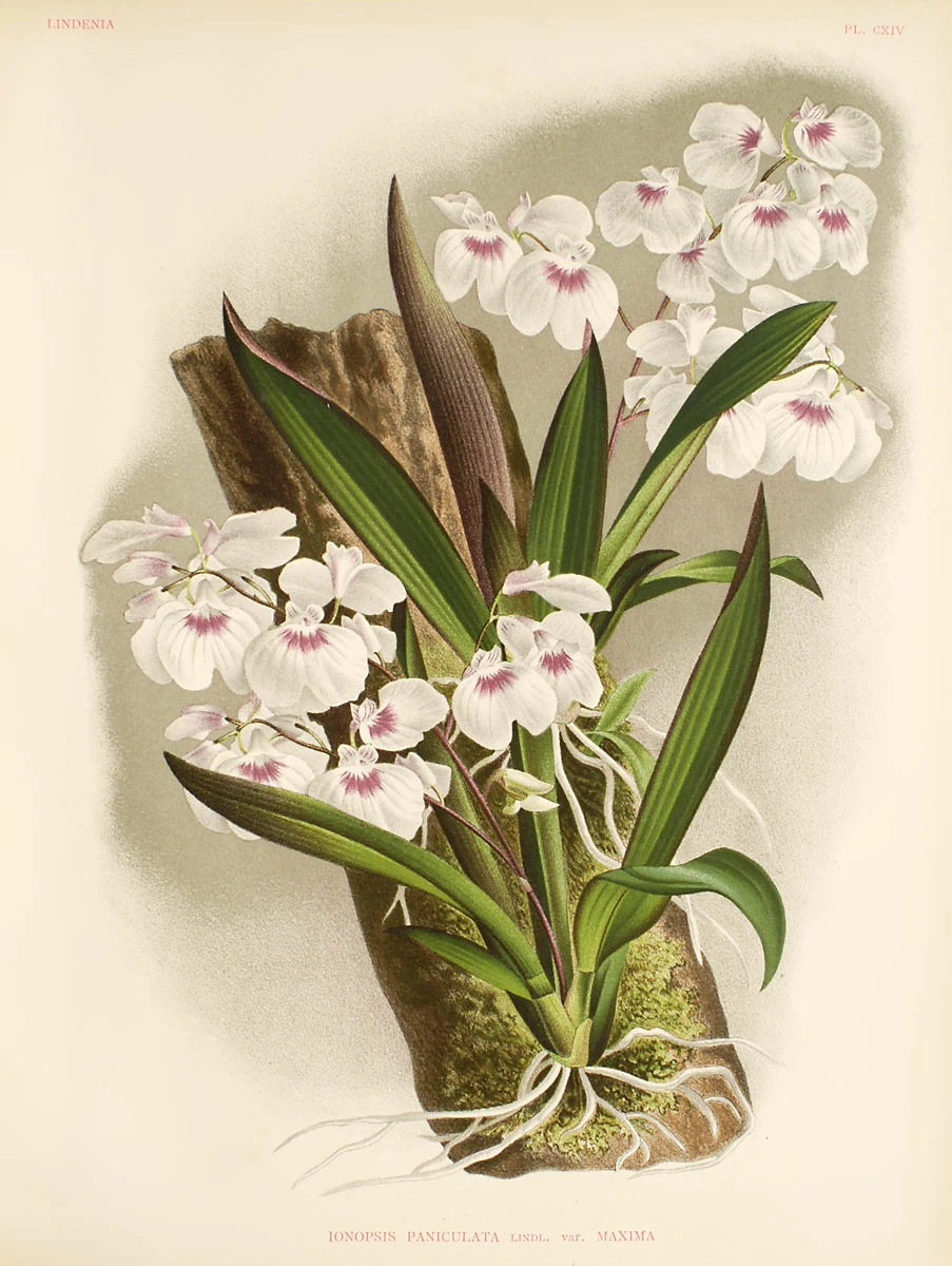 Ionopsis | Orchids Wiki | Fandom