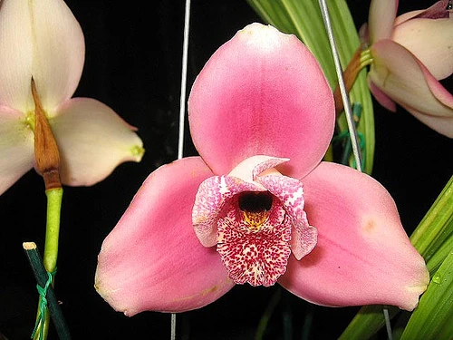 Lycaste Heat Wave | Orchids Wiki | Fandom