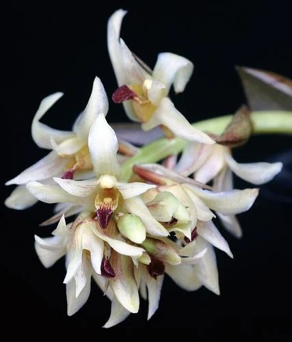 Xylobium variegatum | Orchids Wiki | Fandom