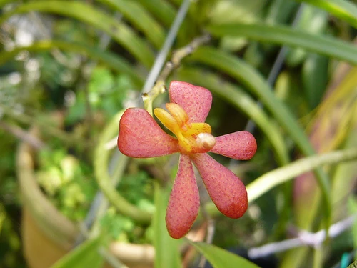 Renanthera auyongii | Orchids Wiki | Fandom