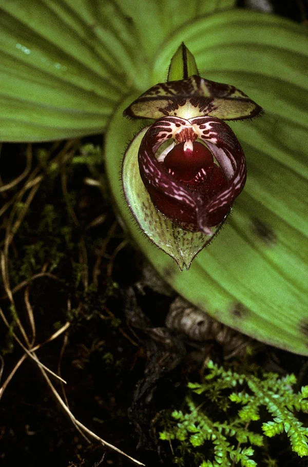 Cypripedium sichuanense | Orchids Wiki | Fandom