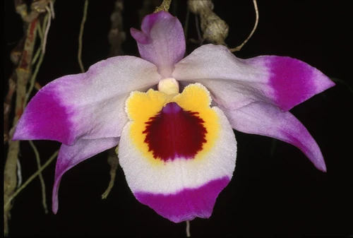 Dendrobium falconeri | Orchids Wiki | Fandom