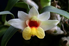 Dendrobium bellatulum | Orchids Wiki | Fandom