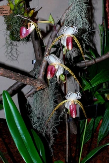 Paphiopedilum Lady Isabel | Orchids Wiki | Fandom