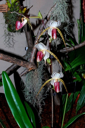 Paphiopedilum Lady Isabel | Orchids Wiki | Fandom