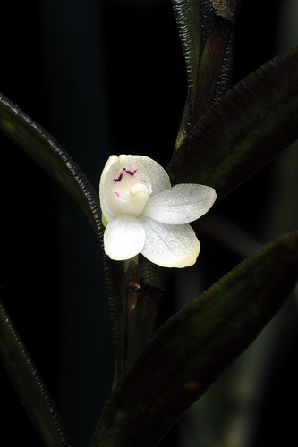 Dendrobium Appendicula Orchids Wiki Fandom