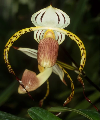 Paphiopedilum stonei | Orchids Wiki | Fandom