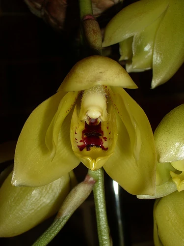 Acineta chrysantha | Orchids Wiki | Fandom