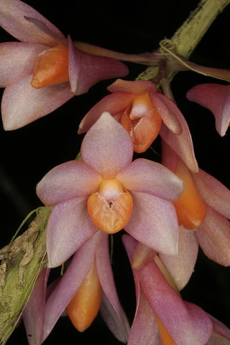 Dendrobium Paradise Dream | Orchids Wiki | Fandom