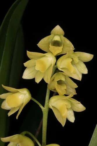 Dendrobium monophyllum | Orchids Wiki | Fandom