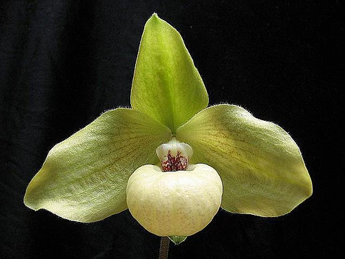 Paphiopedilum Memoria Larry Heuer | Orchids Wiki | Fandom