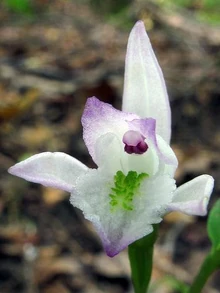 Triphora trianthophora | Orchids Wiki | Fandom