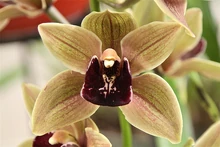 Cymbidium Bulbarrow | Orchids Wiki | Fandom