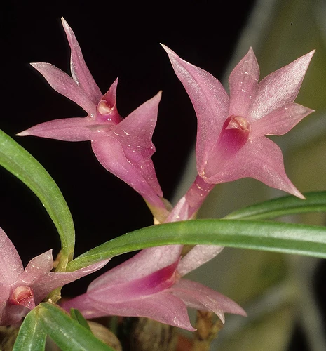 Dendrobium seranicum | Orchids Wiki | Fandom