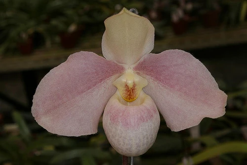 Paphiopedilum Anni Fuchs | Orchids Wiki | Fandom