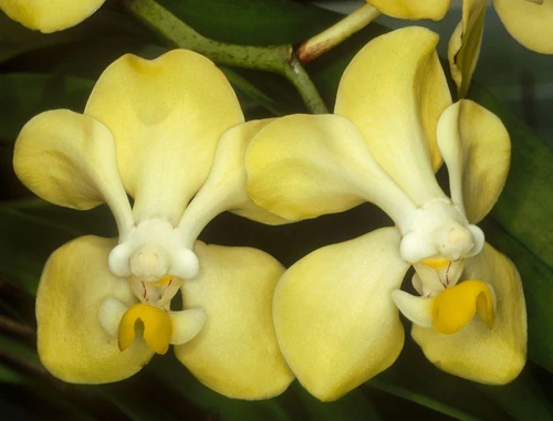 Vanda dearei | Orchids Wiki | Fandom