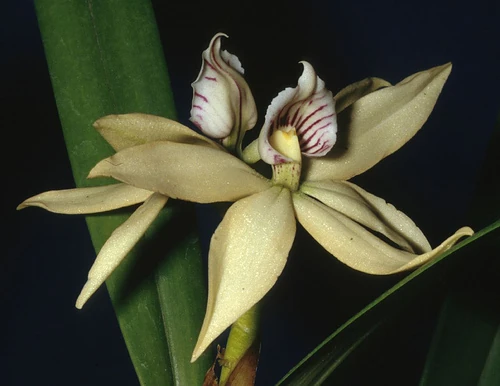 Prosthechea baculus | Orchids Wiki | Fandom