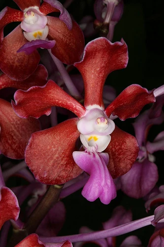 Vanda limbata | Orchids Wiki | Fandom