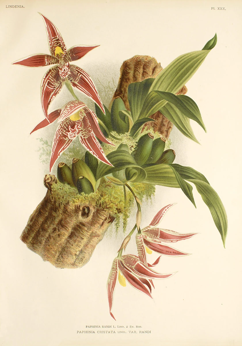 Paphinia | Orchids Wiki | Fandom