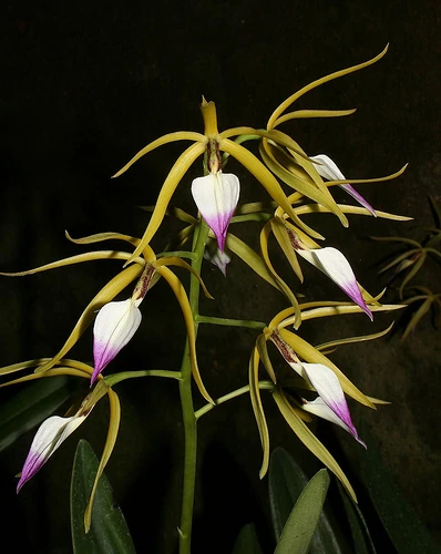 Prosthechea brassavolae | Orchids Wiki | Fandom