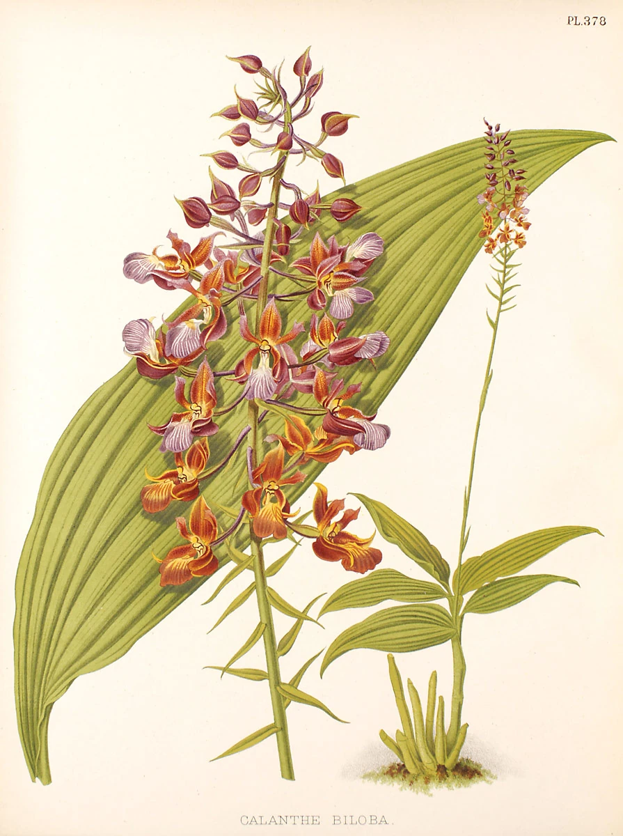 Calanthe | Orchids Wiki | Fandom