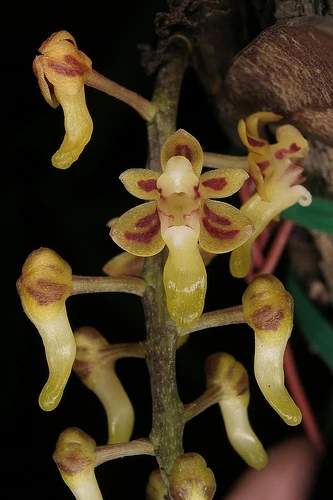 Malleola dentifera | Orchids Wiki | Fandom