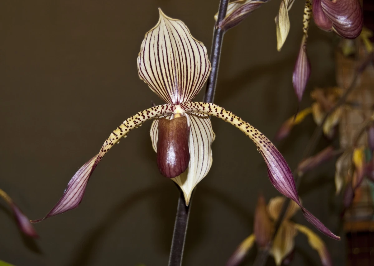 Paphiopedilum Julius | Orchids Wiki | Fandom